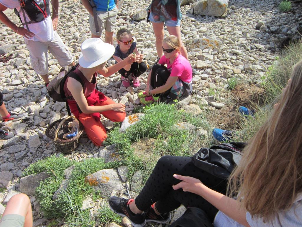 Atelier "Cueillette et cuisine" : Apprendre à cuisiner les plantes ...